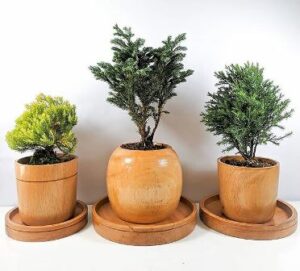 Kenali 7 Jenis-Jenis Pot Tanaman Hias dan Plus Minusnya! - Raja Plastik ...